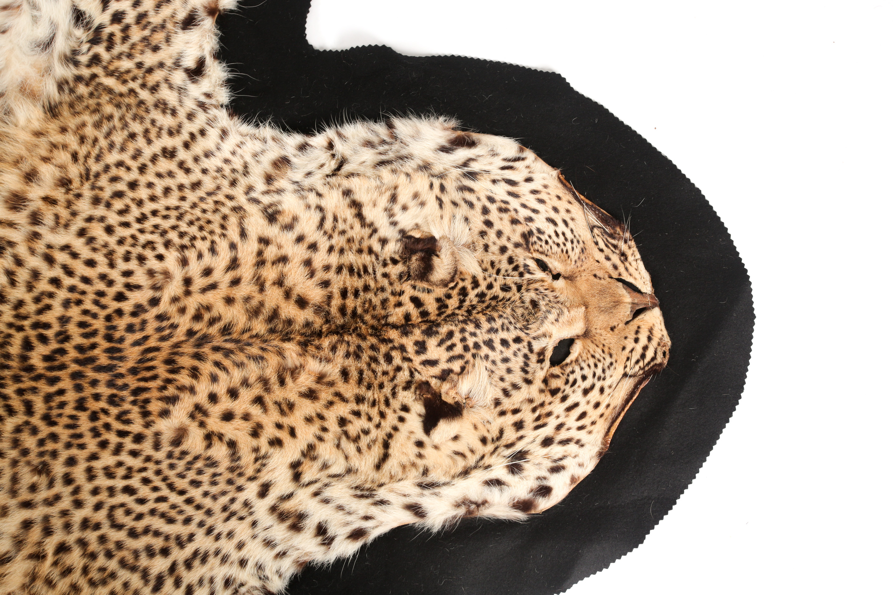 Lot 356 - A fabric-backed Leopard skin rug with an
