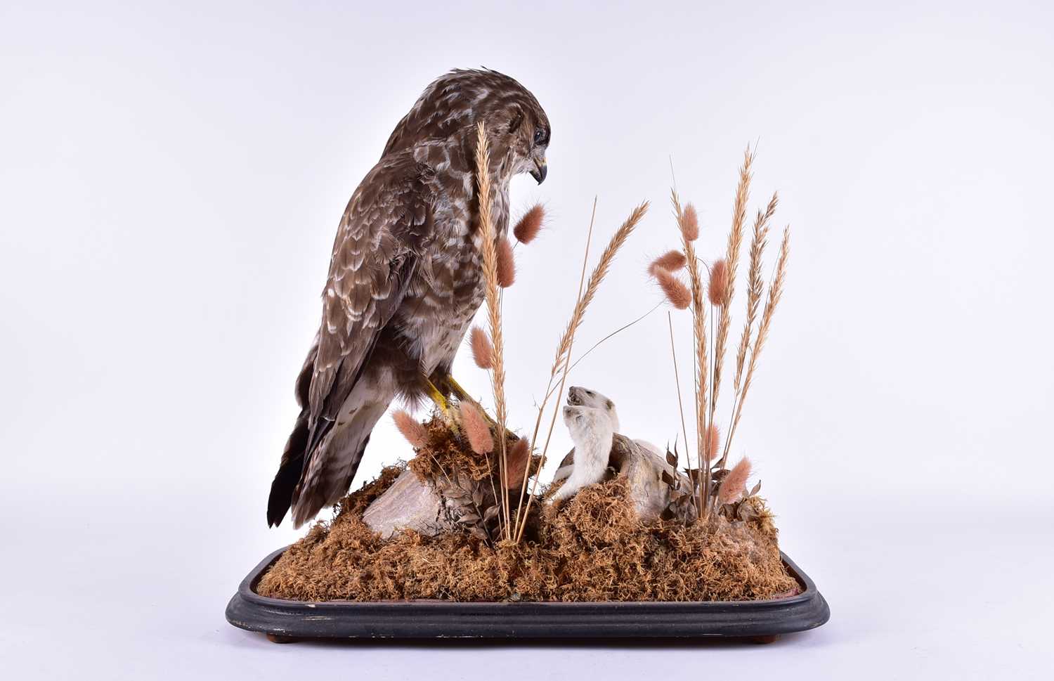 Lot 243 - A Victorian stuffed and mounted,
