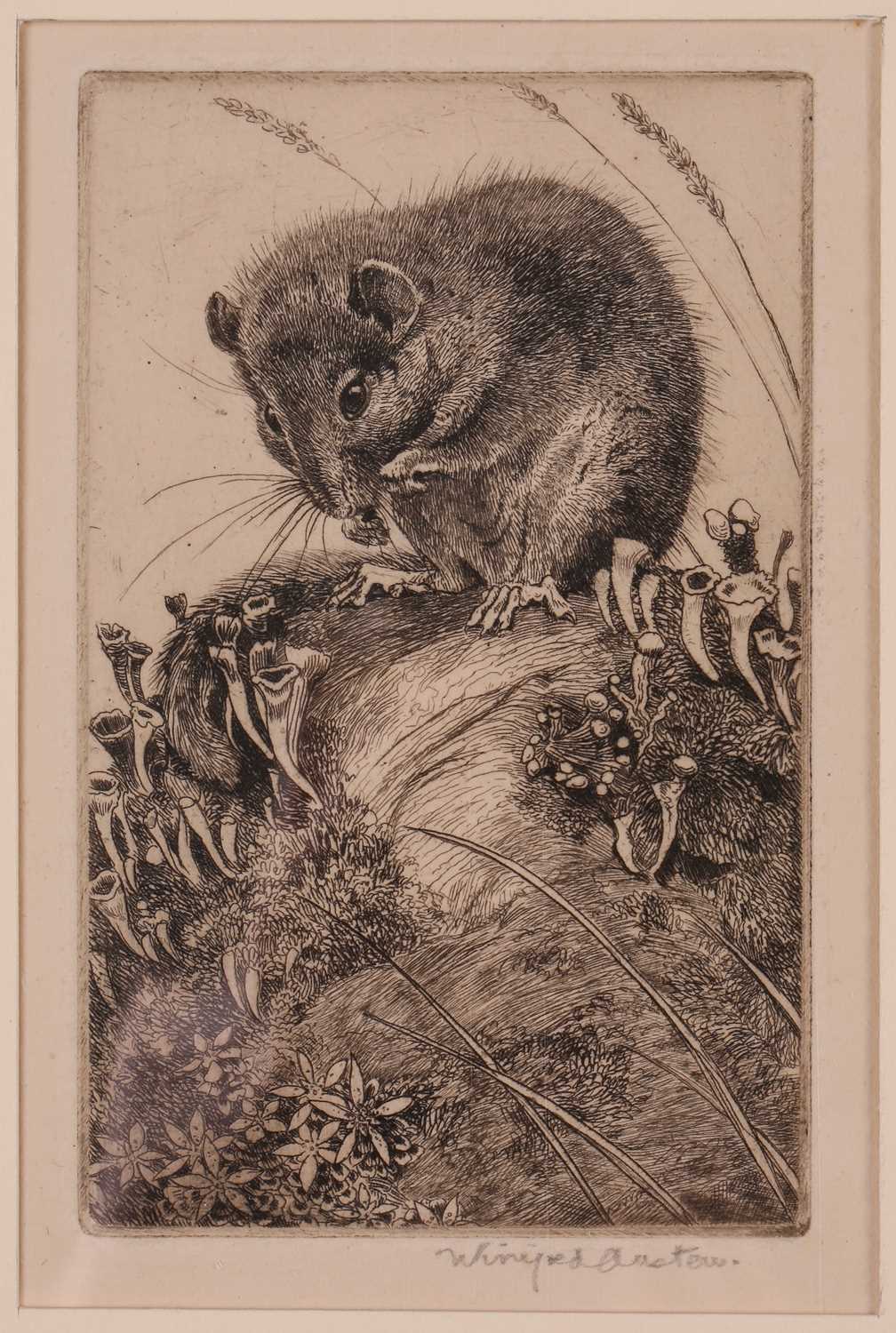 Lot 190 - Winifred Austin (1876 – 1964) 'Fox', etching,